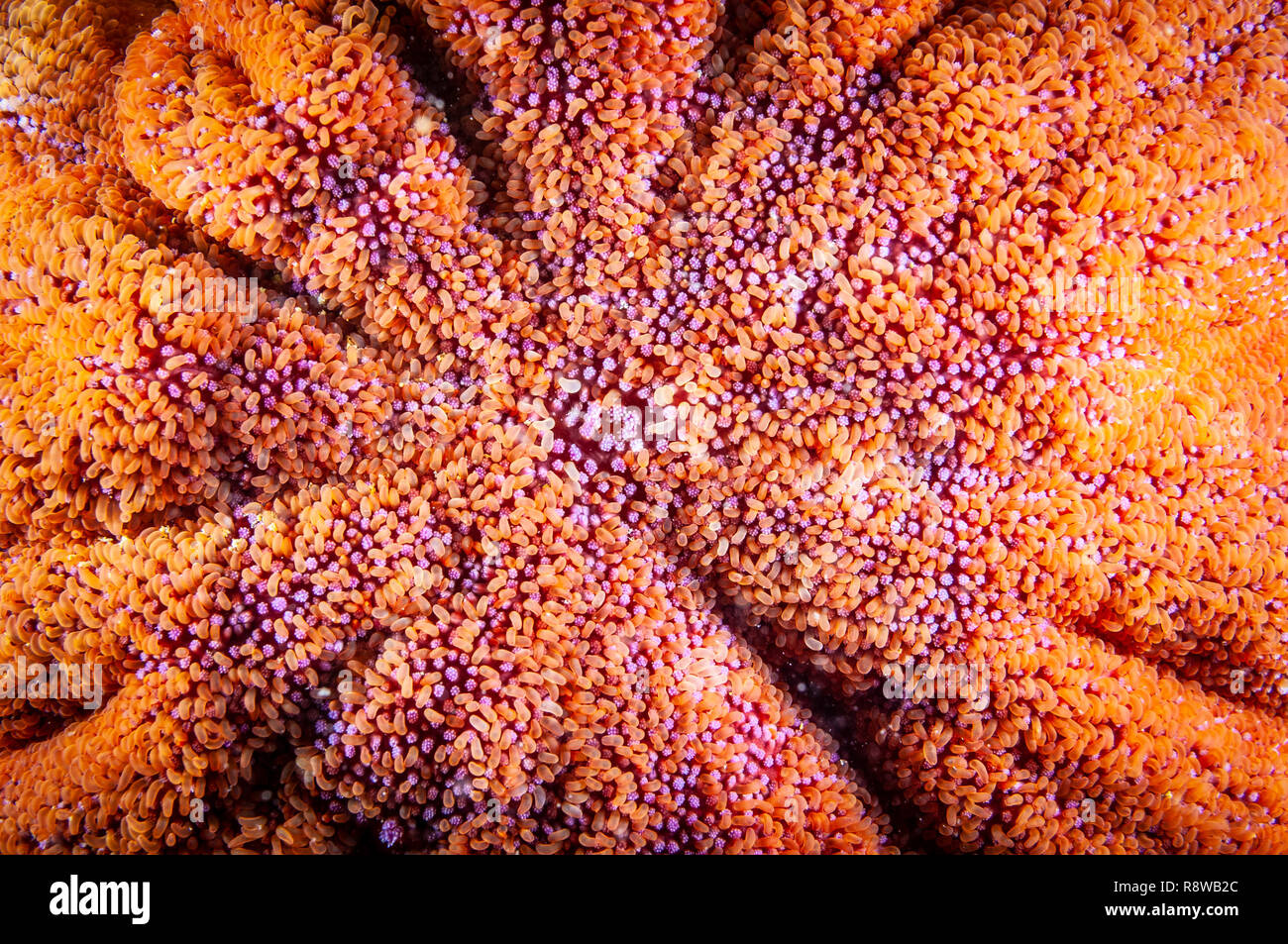 Close-up of a Smooth Sun Star underwater in the St.Lawrence River in ...