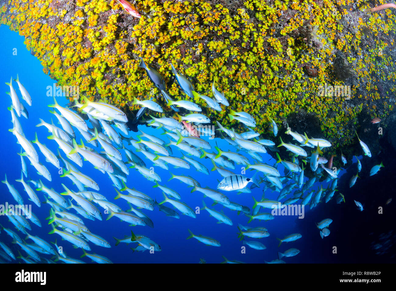 Shoal of Fish in Sal - Cabo Verde Stock Photo - Alamy