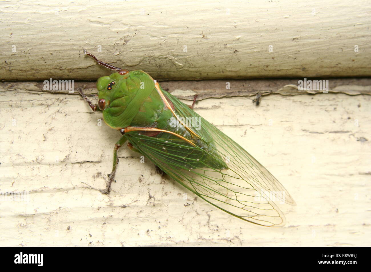 Cicada - Green Grocer 'Cyclochila australasiae' Stock Photo - Alamy