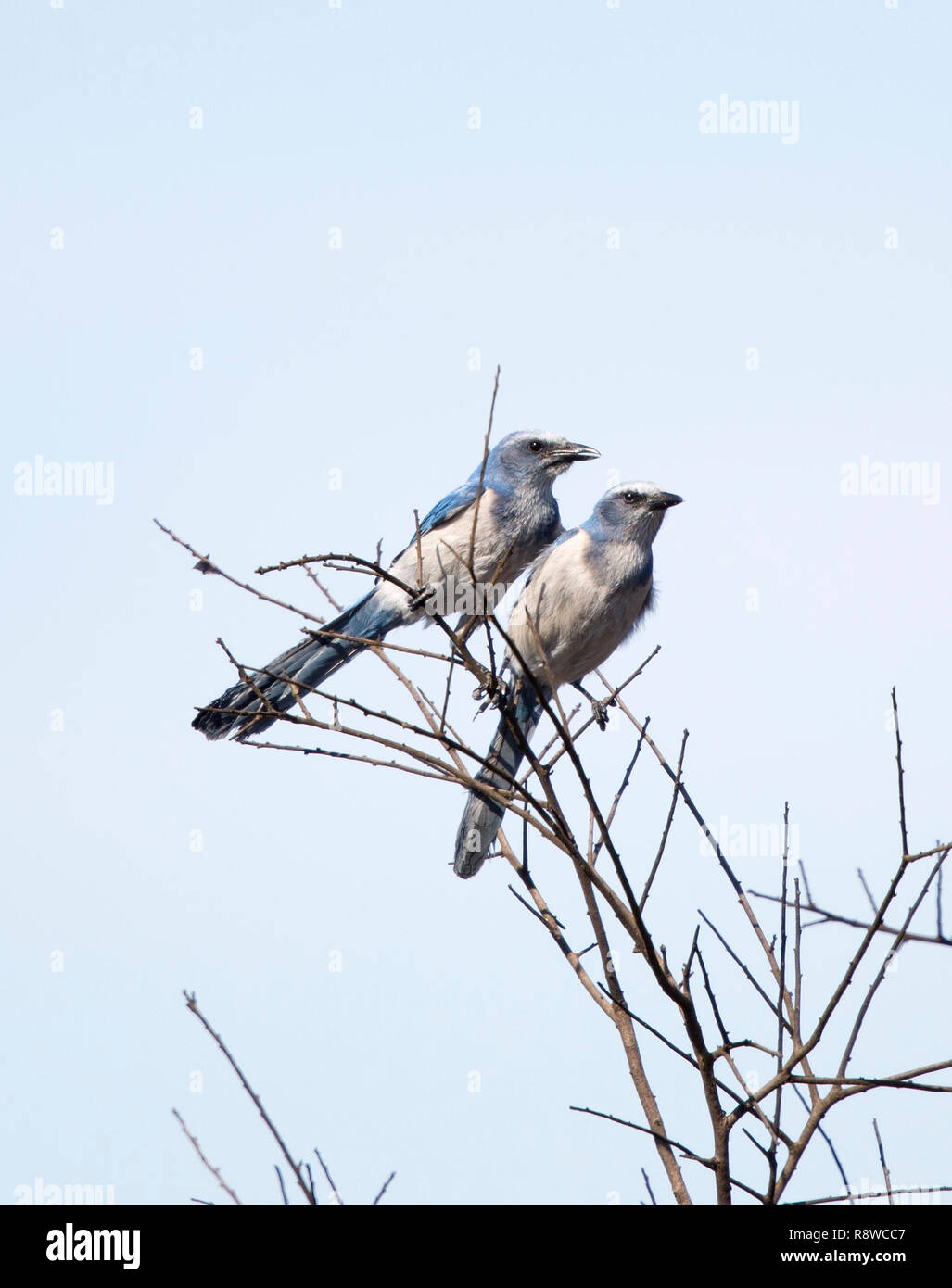 Forida birds hi-res stock photography and images - Alamy