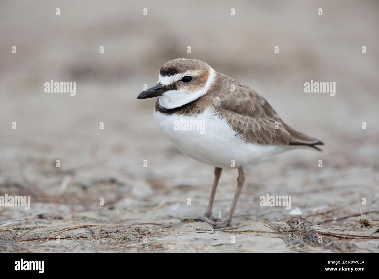 Male plover on beach hi-res stock photography and images - Alamy