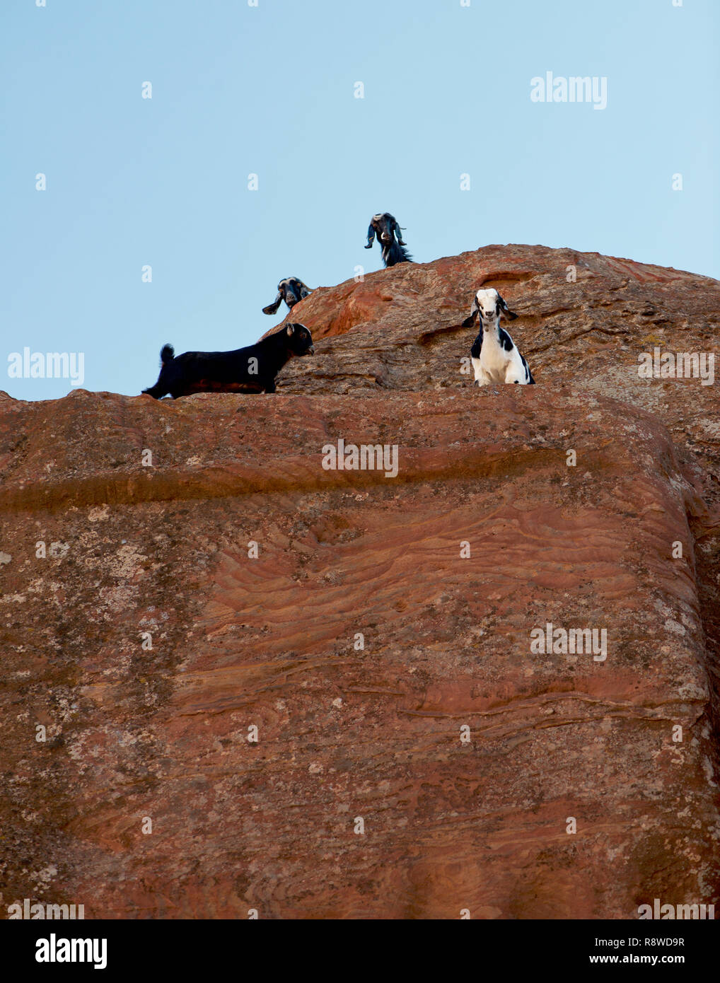 White cheese jordan hi-res stock photography and images - Alamy