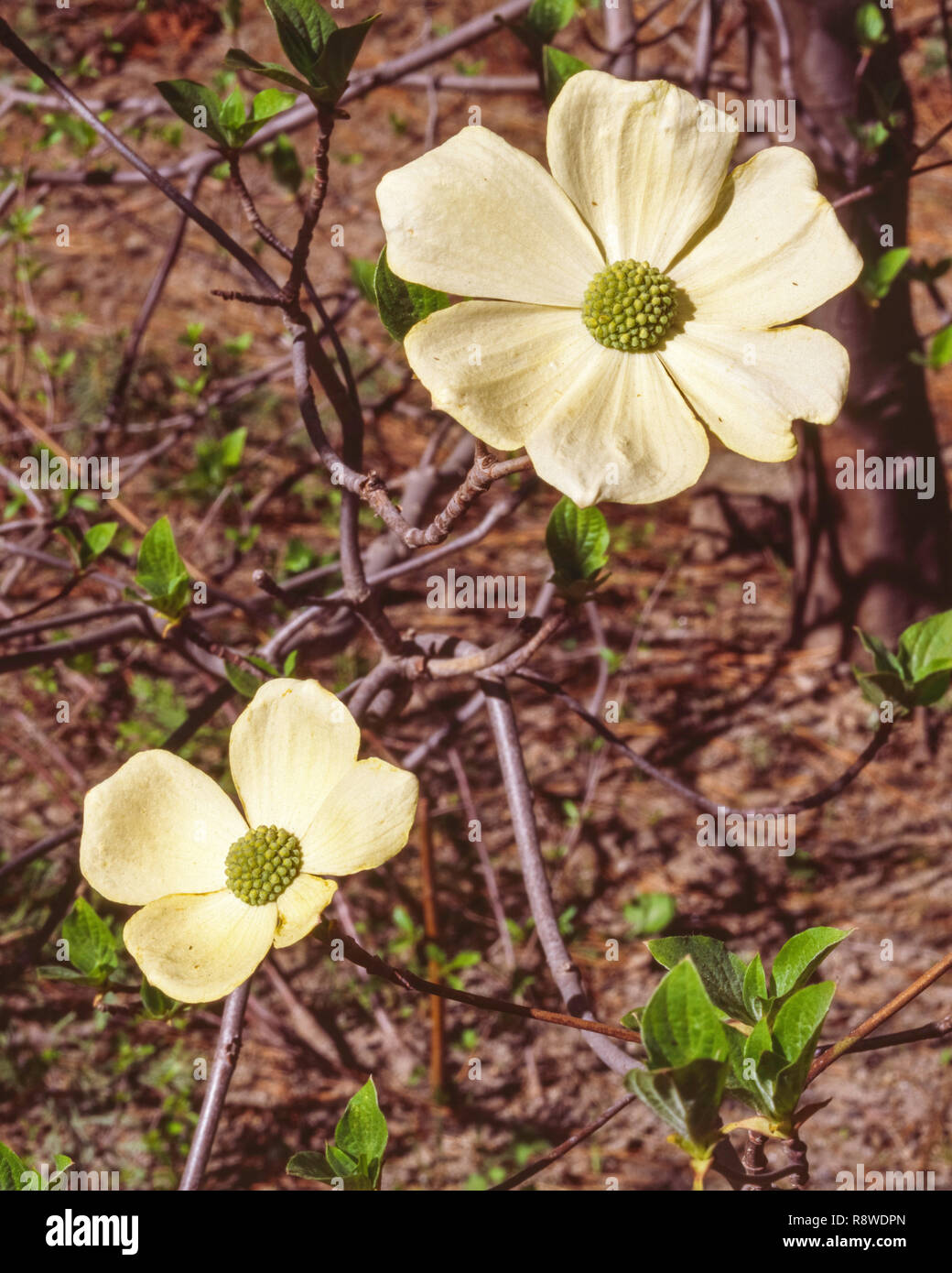 Chief tenaya hi-res stock photography and images - Alamy