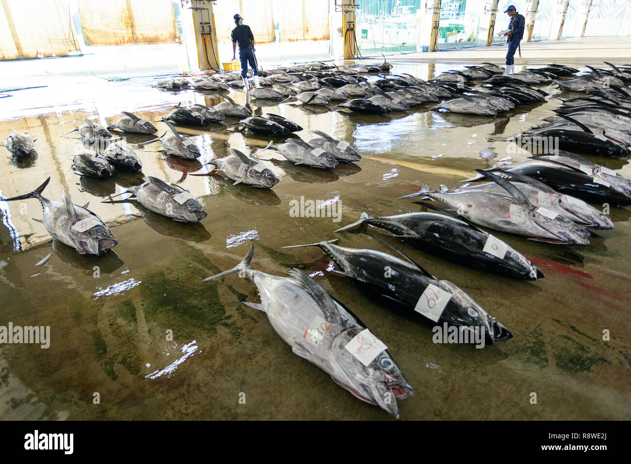 Tokyo japan vendor tuna hi-res stock photography and images - Alamy
