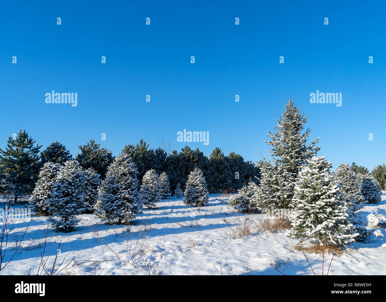 Balsam trees hi-res stock photography and images - Alamy