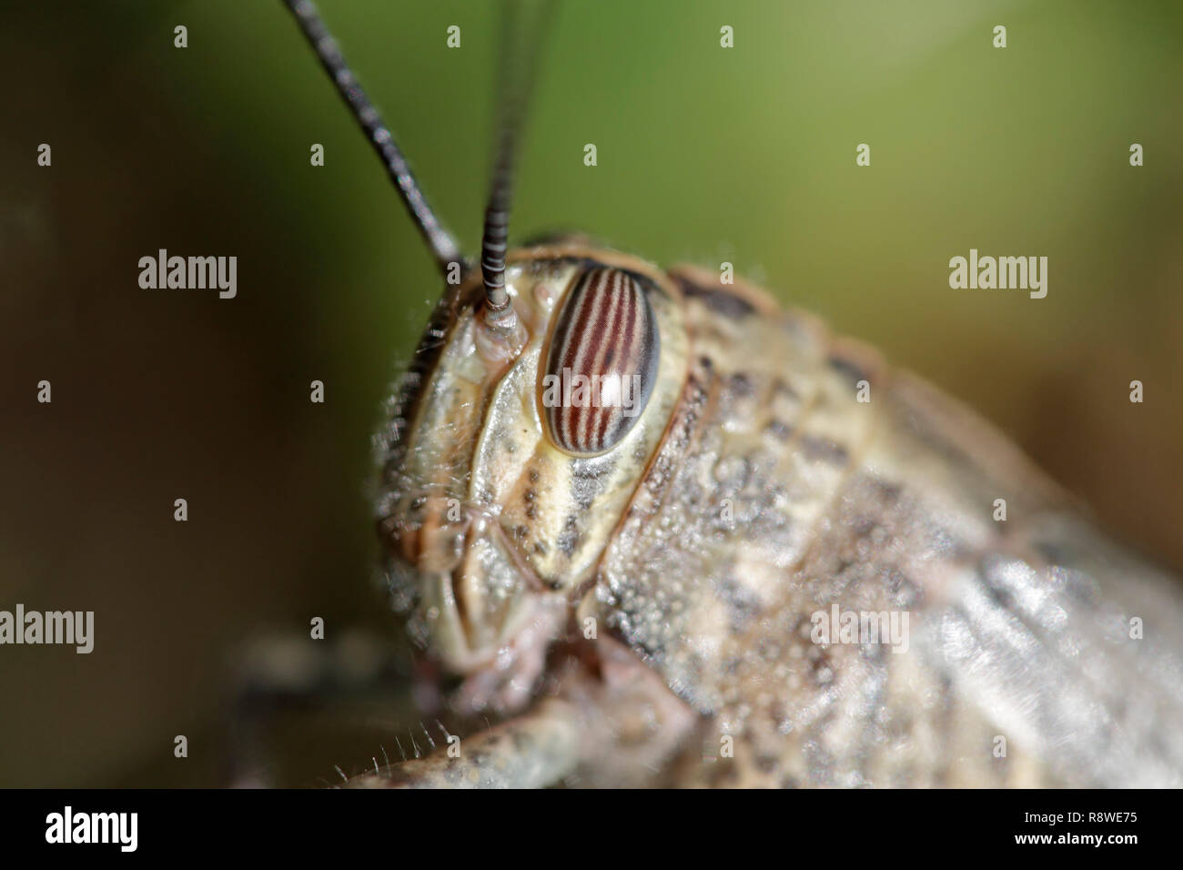 Grasshopper colorful eye macro. European meadow. Focus on the eye ...