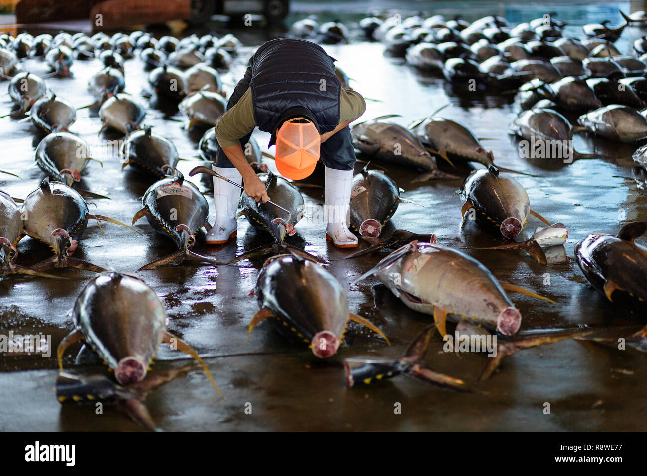 Fresh tuna, at Tuna Auction at Katsuura Fish Market, Nachikatsuura ...