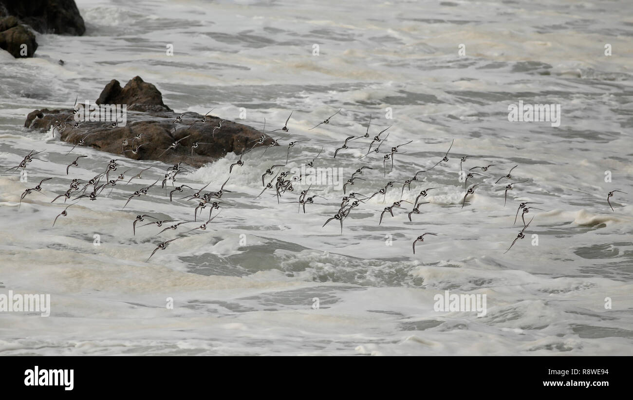 Shorebirds in flight hi-res stock photography and images - Alamy