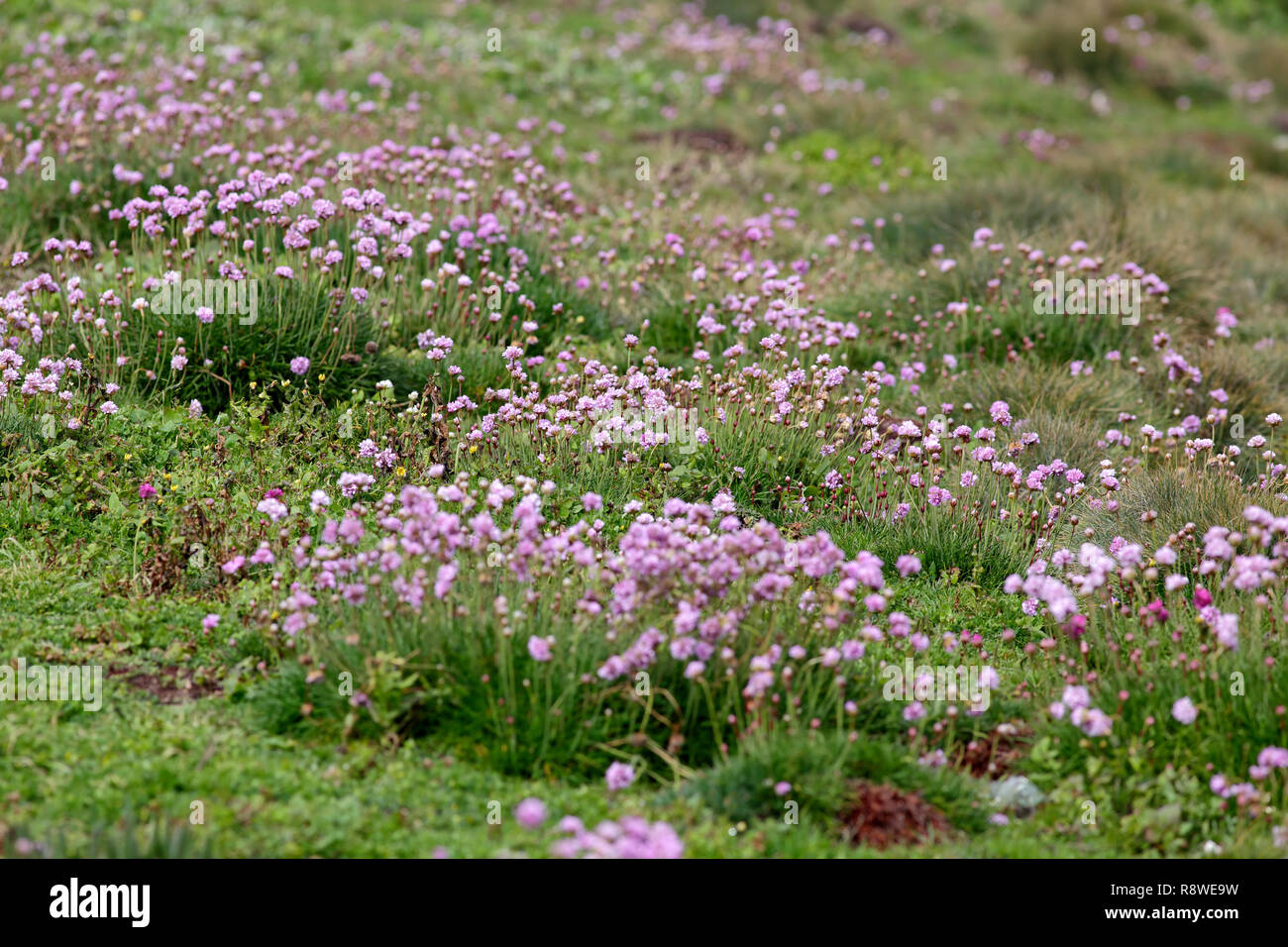 Small wild flowers of the portuguese coast during spring. Shallow DOF ...
