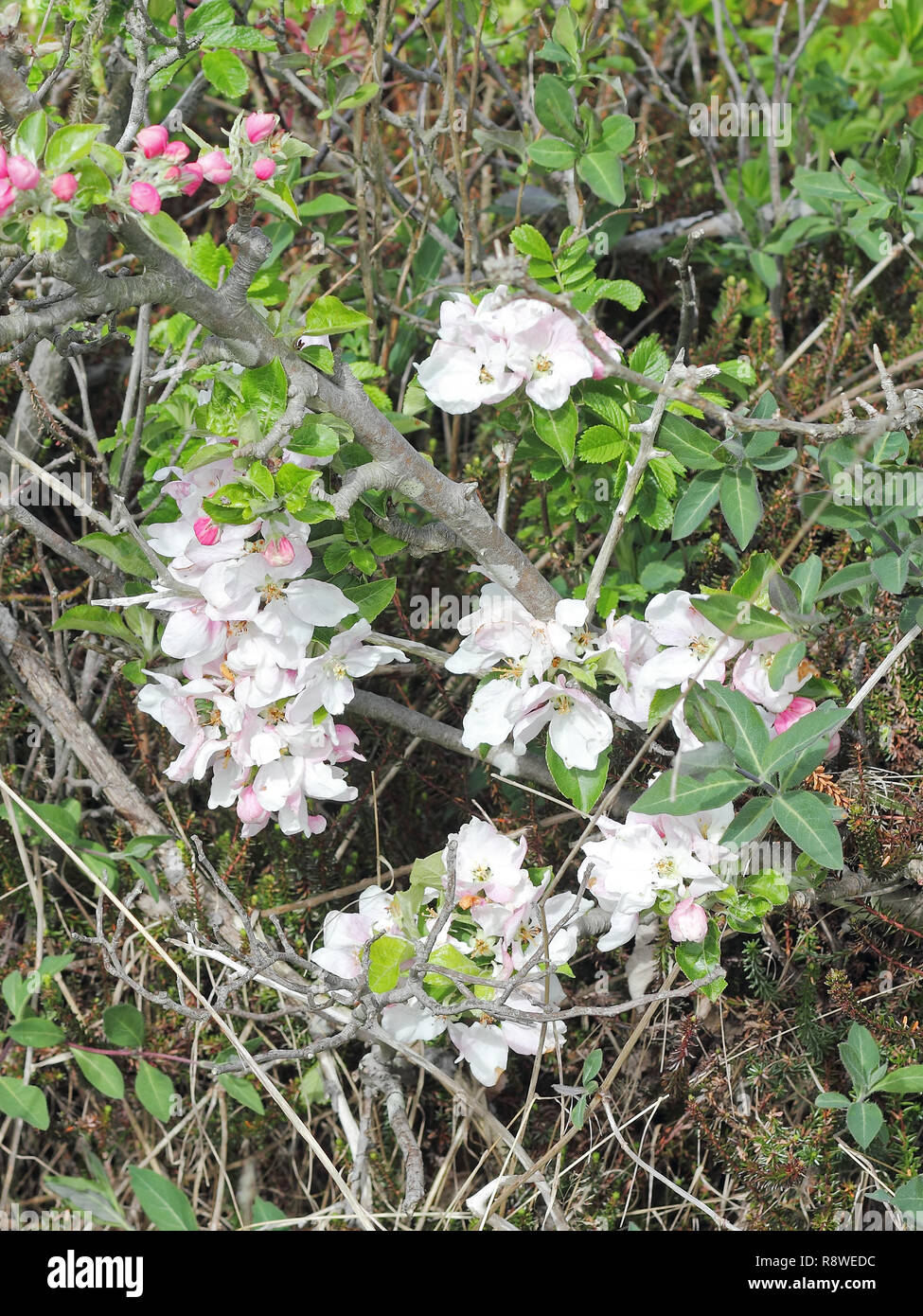 Blossoms of an overgrown apple tree in the heath Stock Photo - Alamy