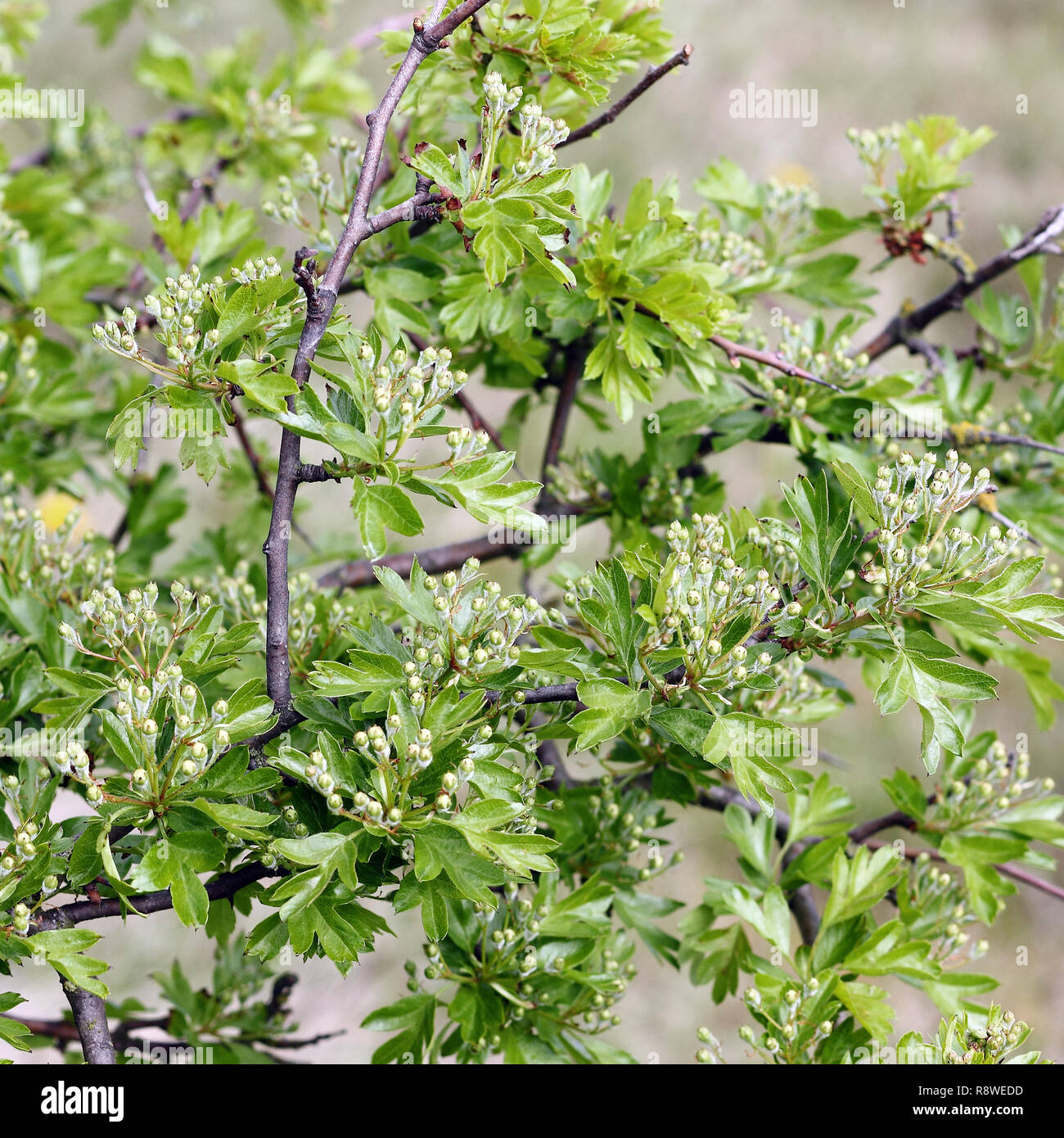 Detailed close up hawthorn hi-res stock photography and images - Alamy