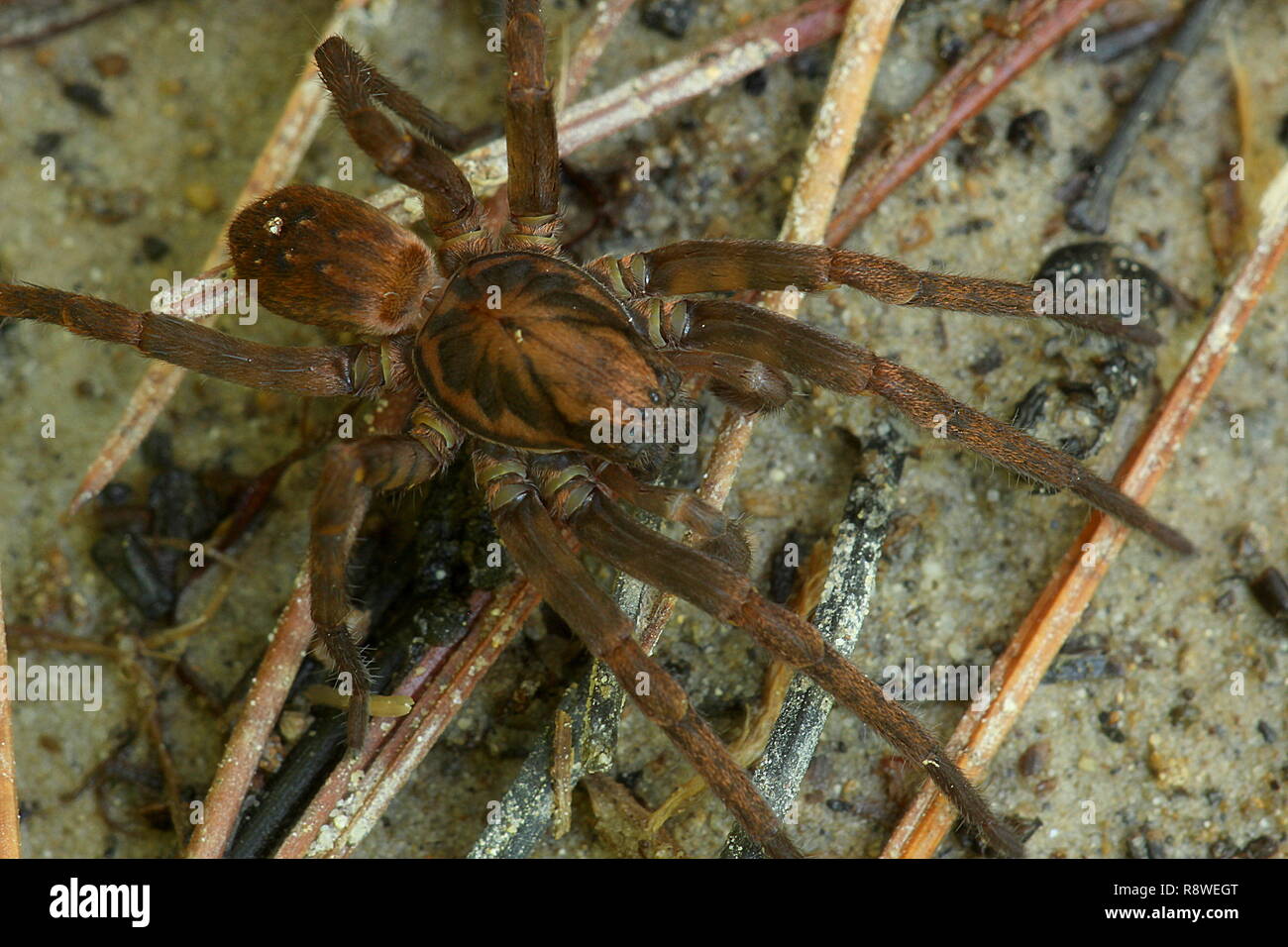 Creepy spider hi-res stock photography and images - Alamy