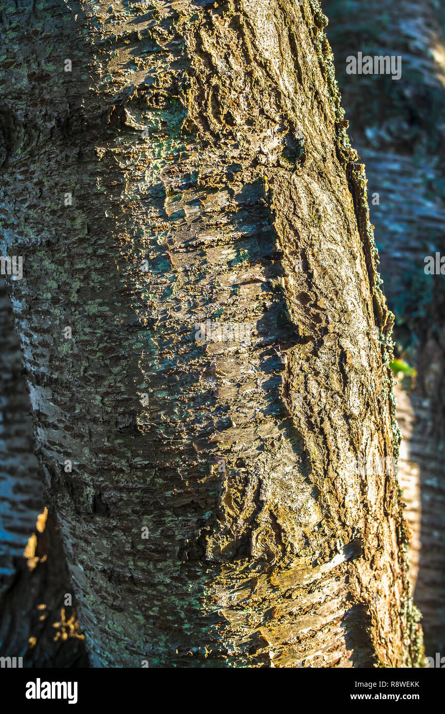Cherry tree bark hi-res stock photography and images - Alamy