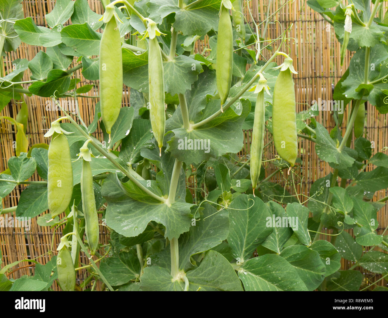 pea pods on plant Stock Photo - Alamy