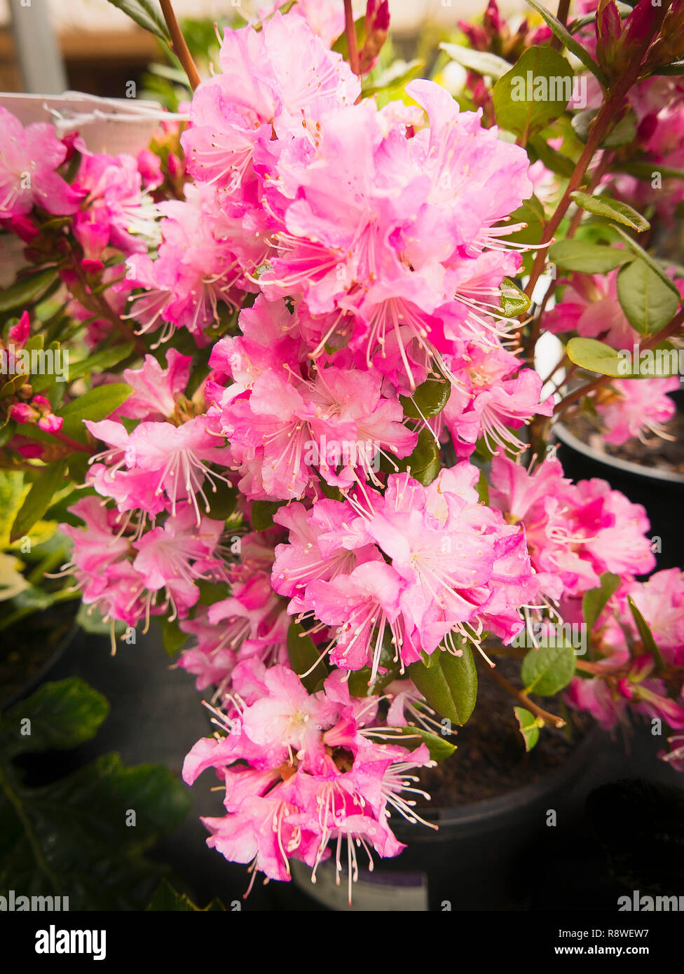 Plant rhododendron dwarf hi-res stock photography and images - Alamy