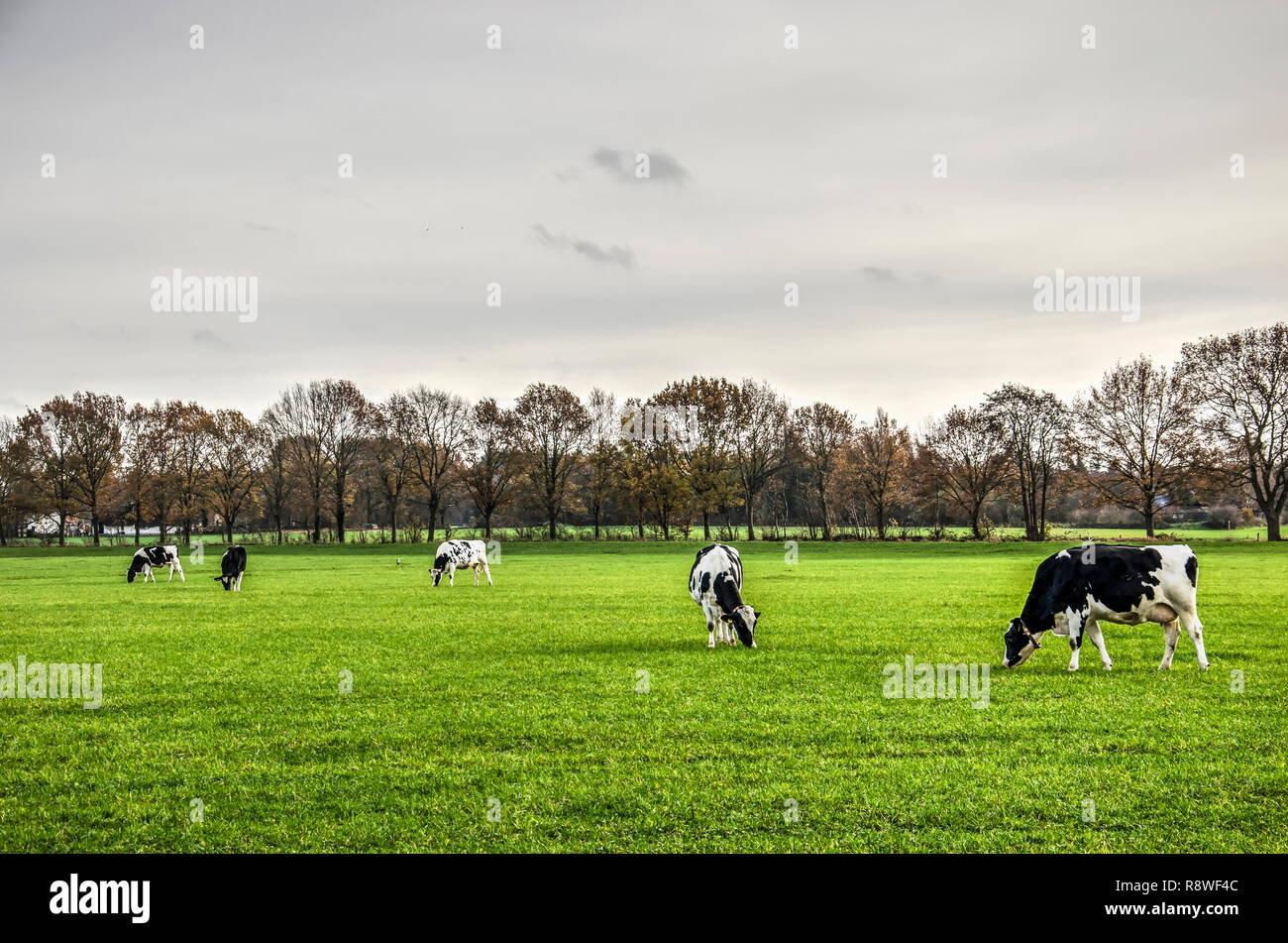 Five cows hi-res stock photography and images - Alamy