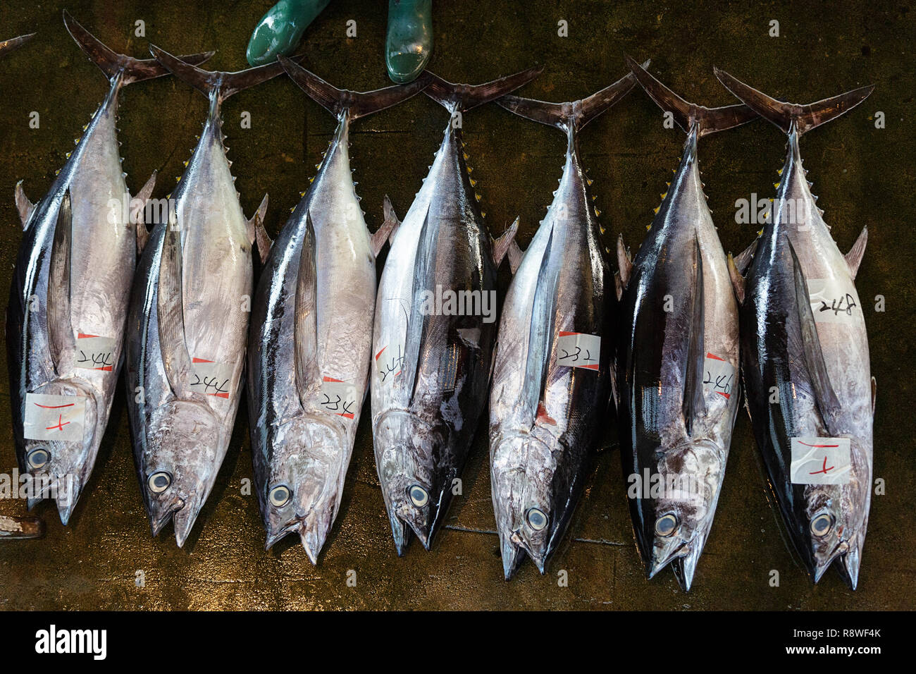 Fresh tuna, at Tuna Auction at Katsuura Fish Market, Nachikatsuura ...