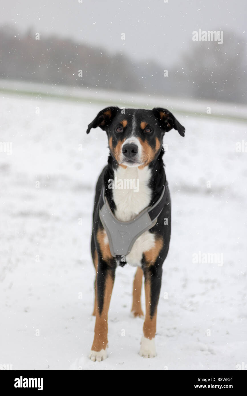 Appenzeller mountain dog snow hi-res stock photography and images - Alamy