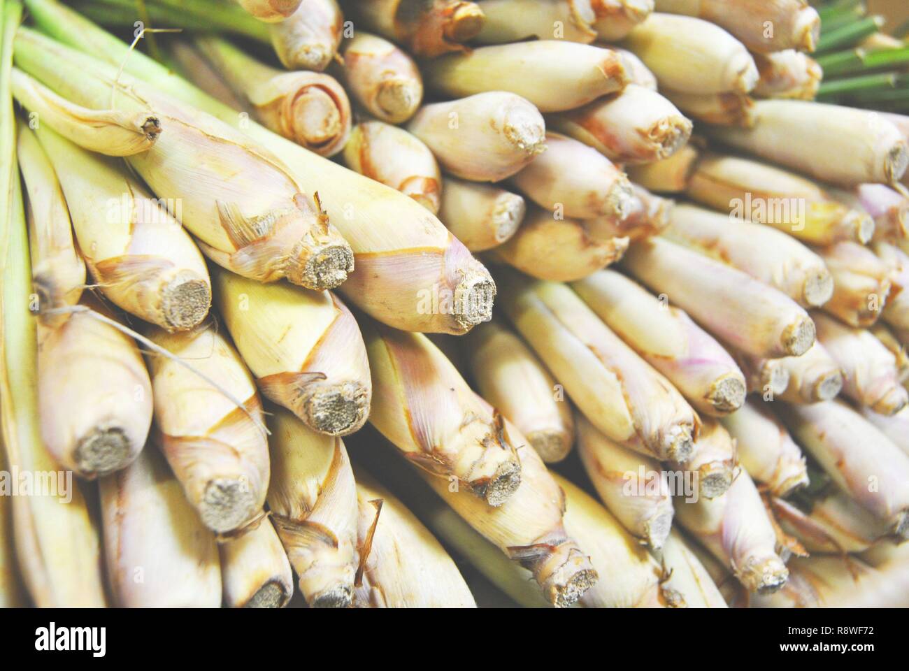 Cymbopogon martini hi-res stock photography and images - Alamy