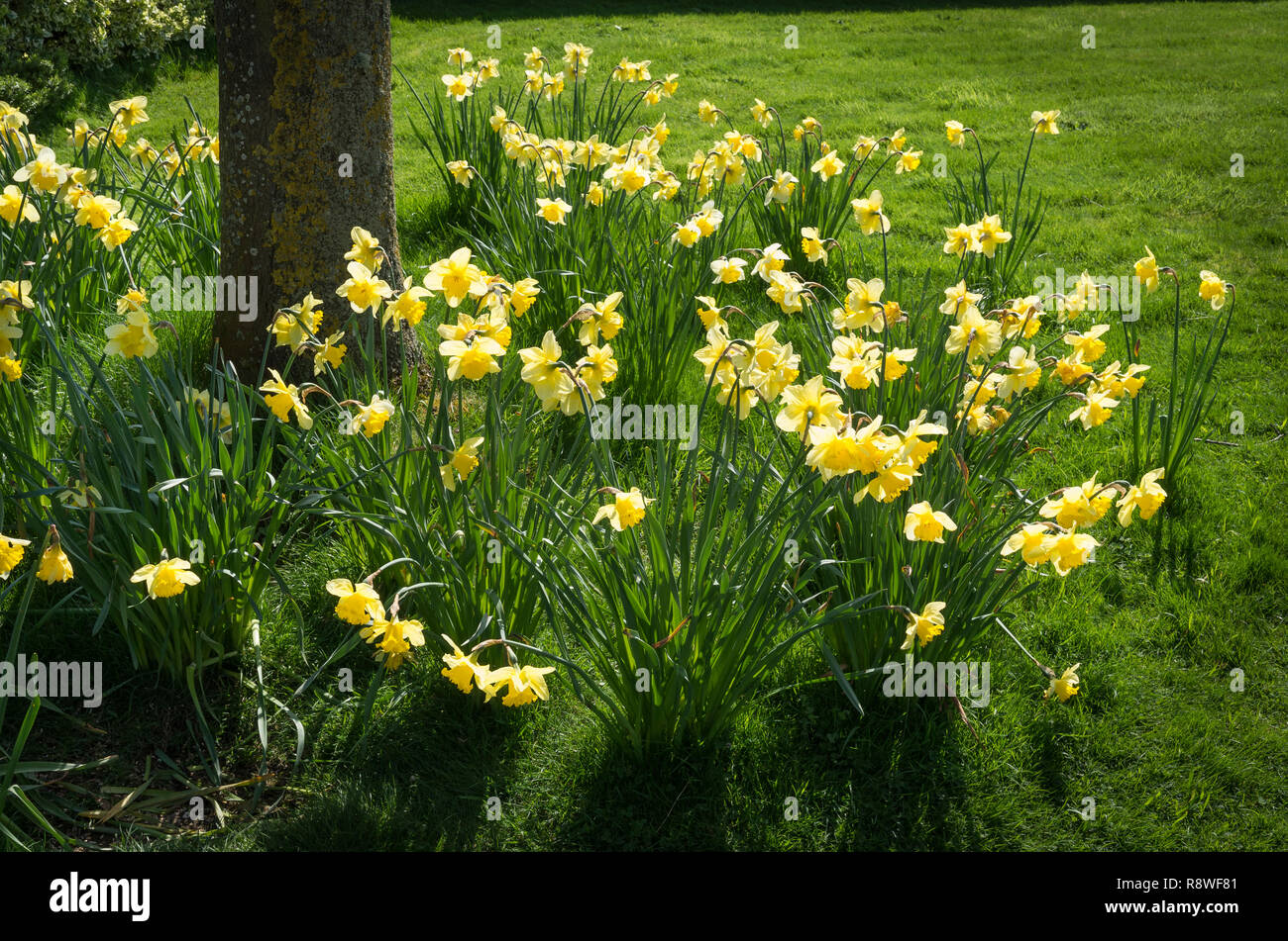 Naturalised daffodils in a grass lawn under a small tree flowering in ...