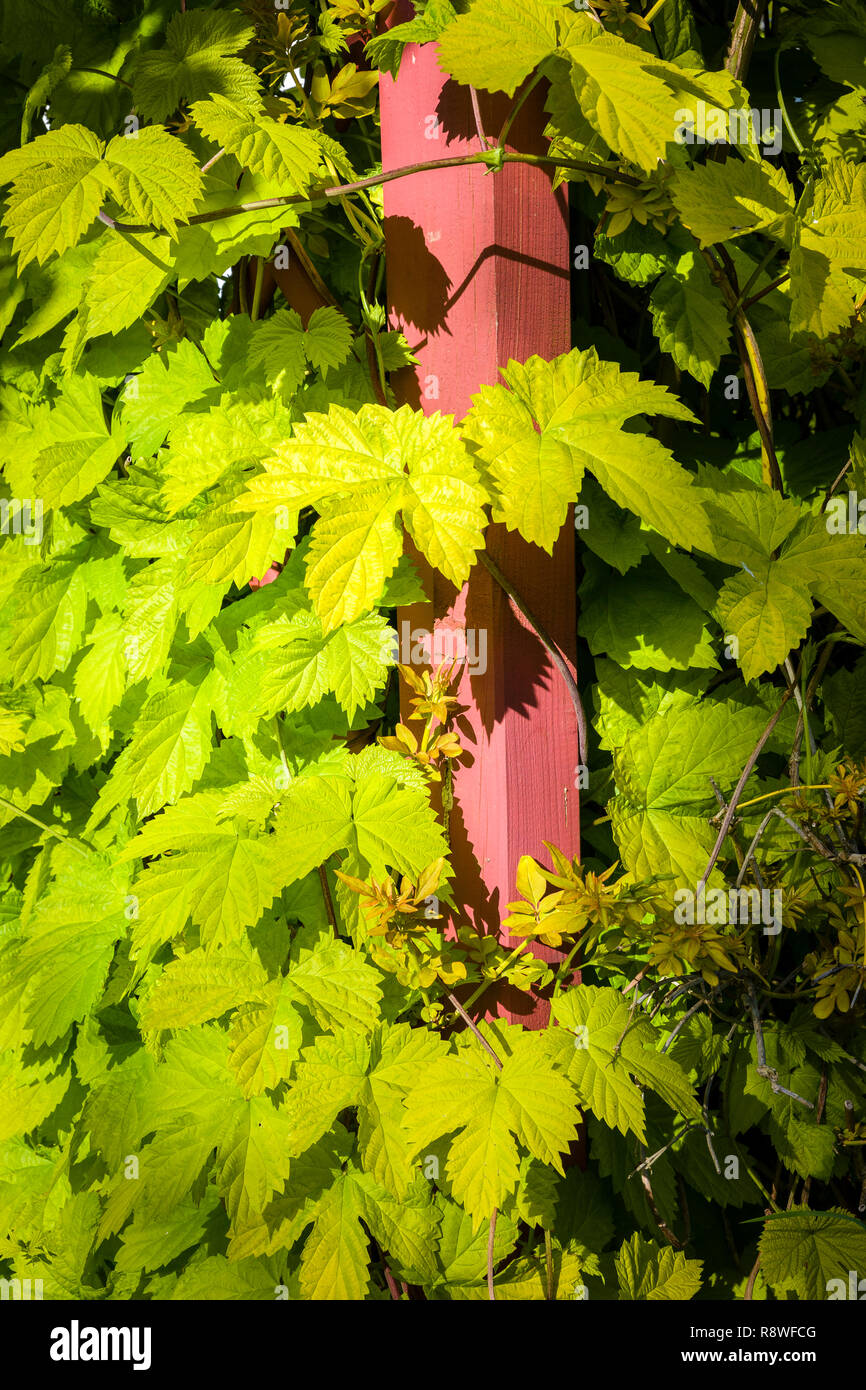 Golden yellow leaves of ornamental hop Humulus lupulus or common hop ...