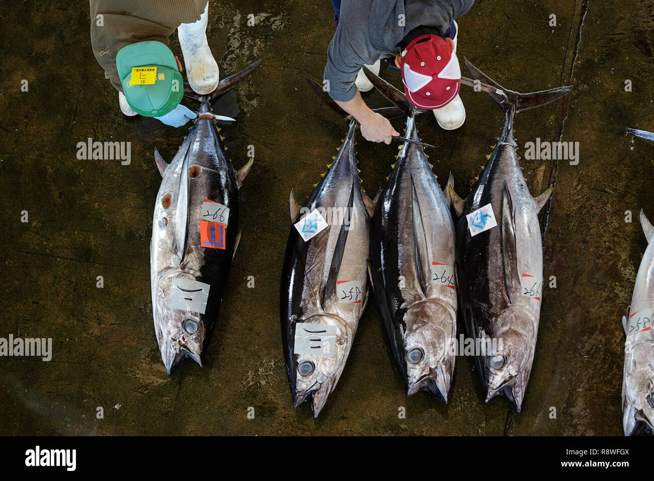 Slicing Fresh tuna, at Tuna Auction at Katsuura Fish Market ...