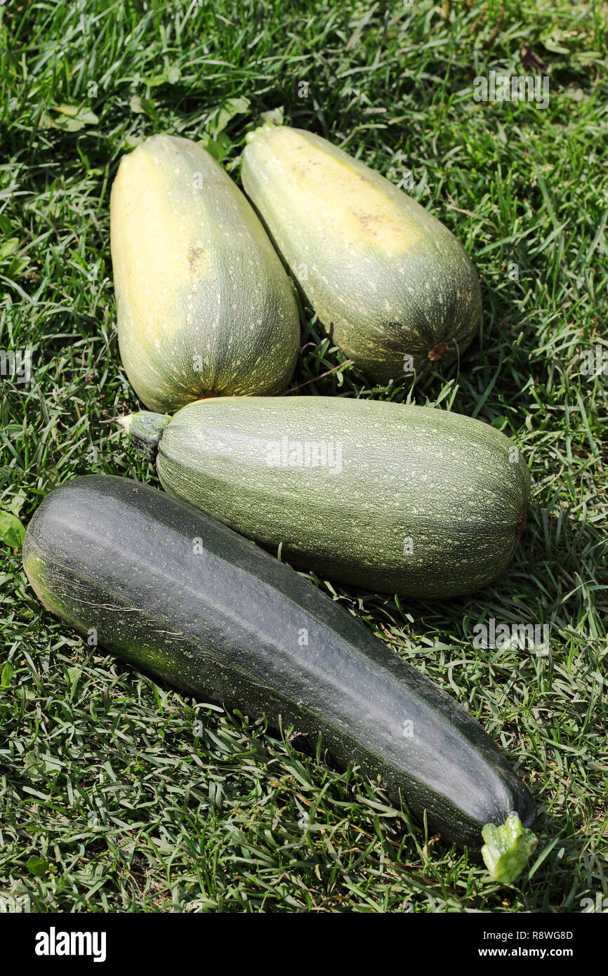 large ripe vegetable marrow on green grass Stock Photo - Alamy