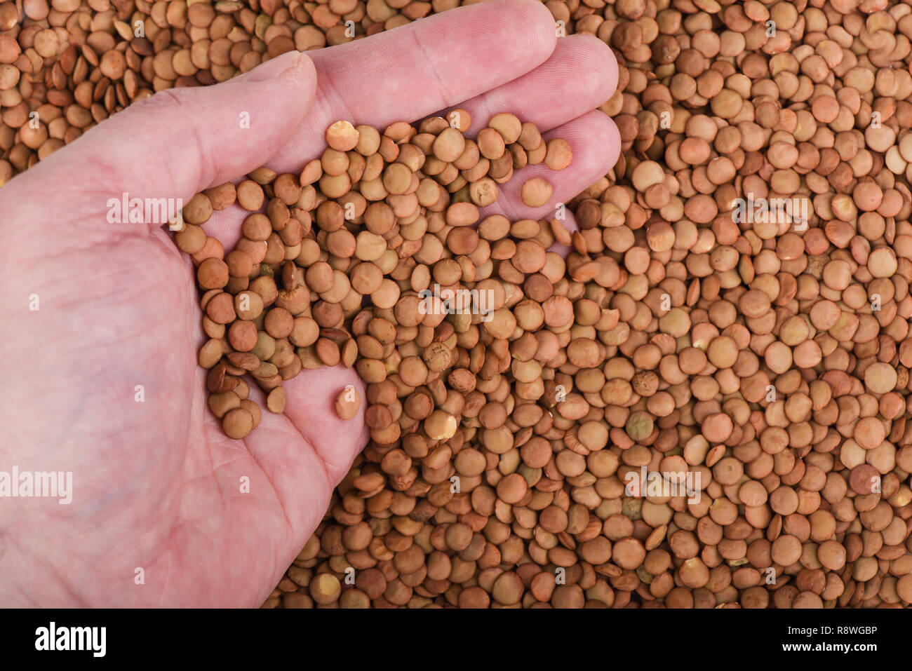 Canadian Lentils High Resolution Stock Photography and Images - Alamy