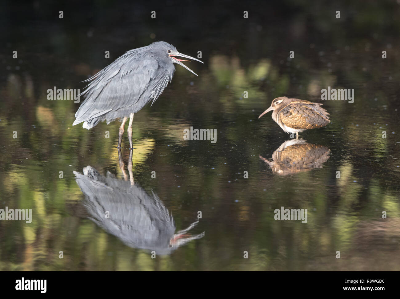 Black Heron (Egretta ardesiaca Stock Photo - Alamy
