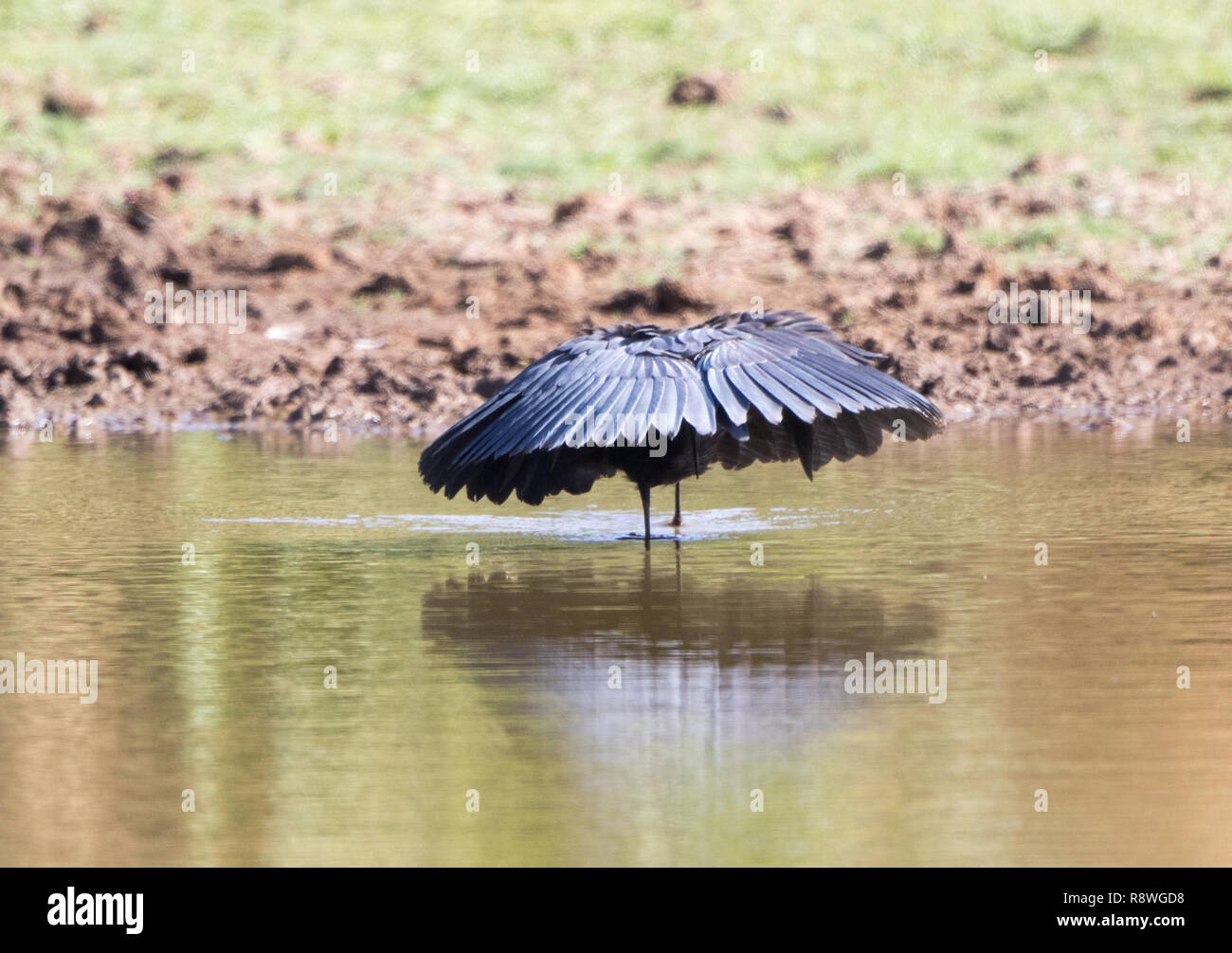Black Heron (Egretta ardesiaca Stock Photo - Alamy