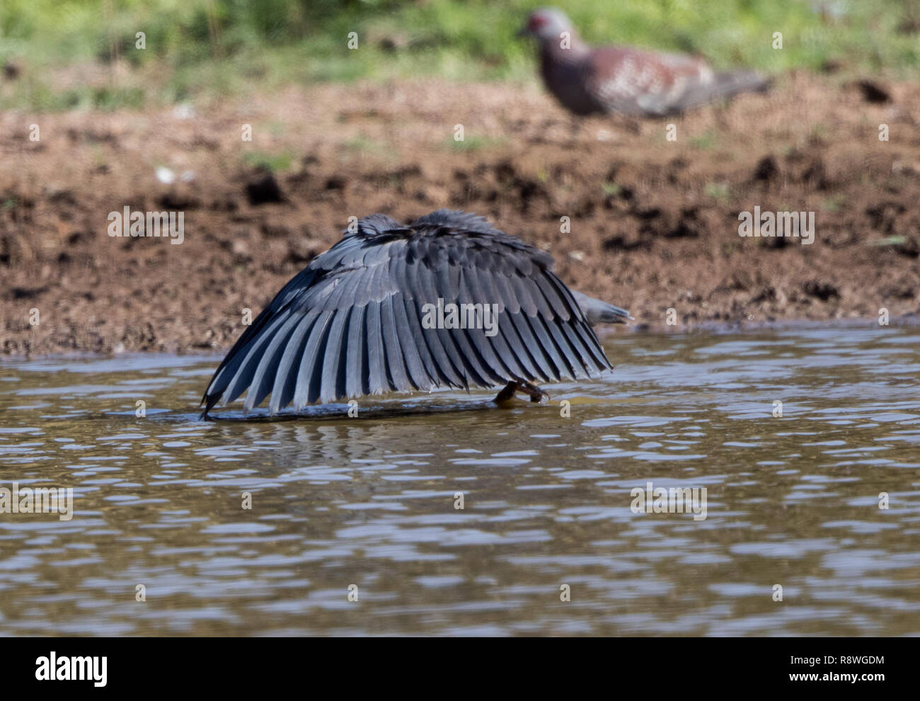 Black Heron (Egretta ardesiaca Stock Photo - Alamy
