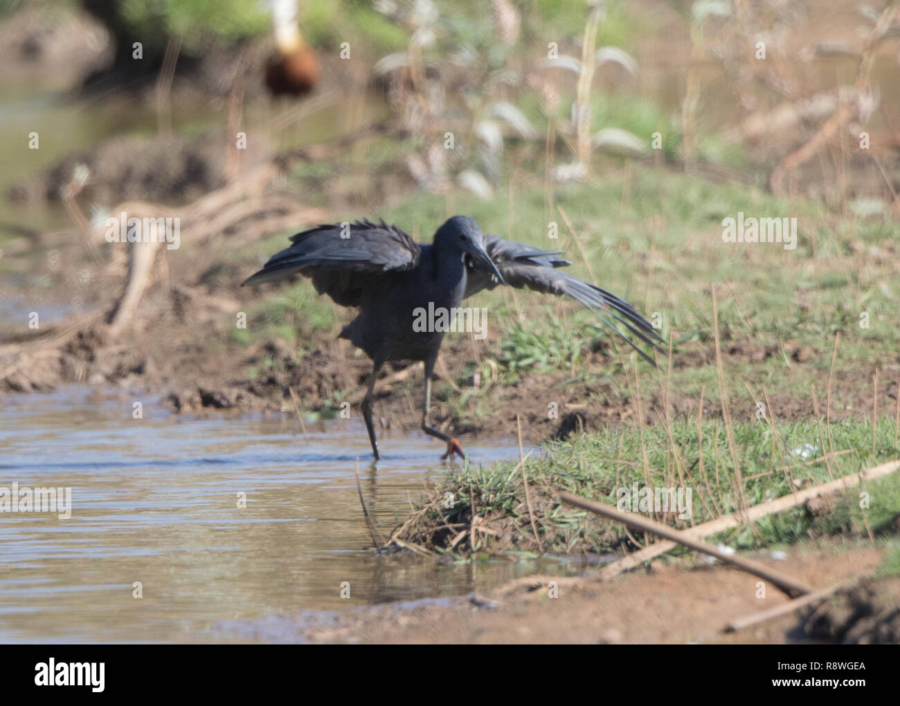 Black Heron (Egretta ardesiaca Stock Photo - Alamy