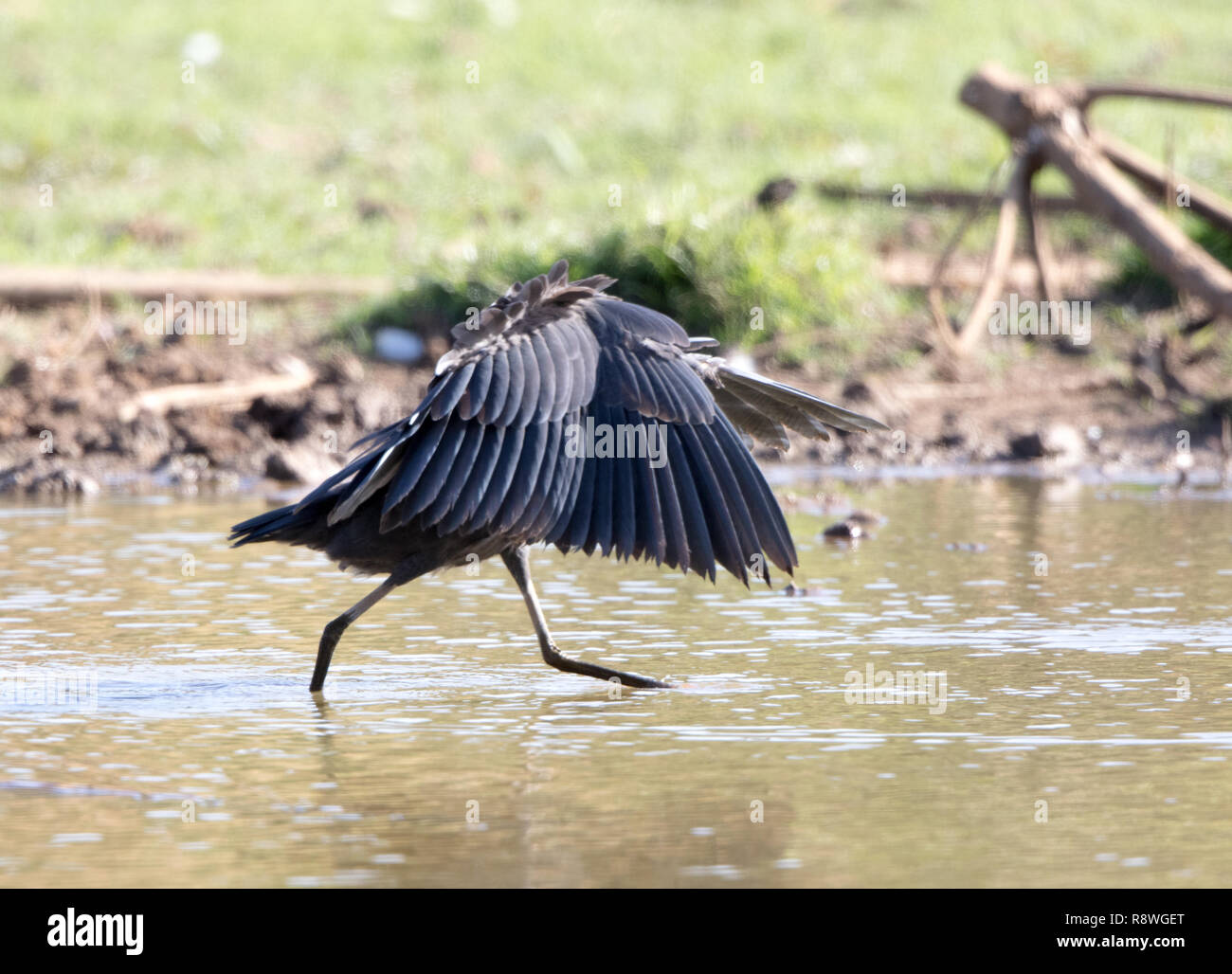 Egretta ardesiaca hi-res stock photography and images - Alamy