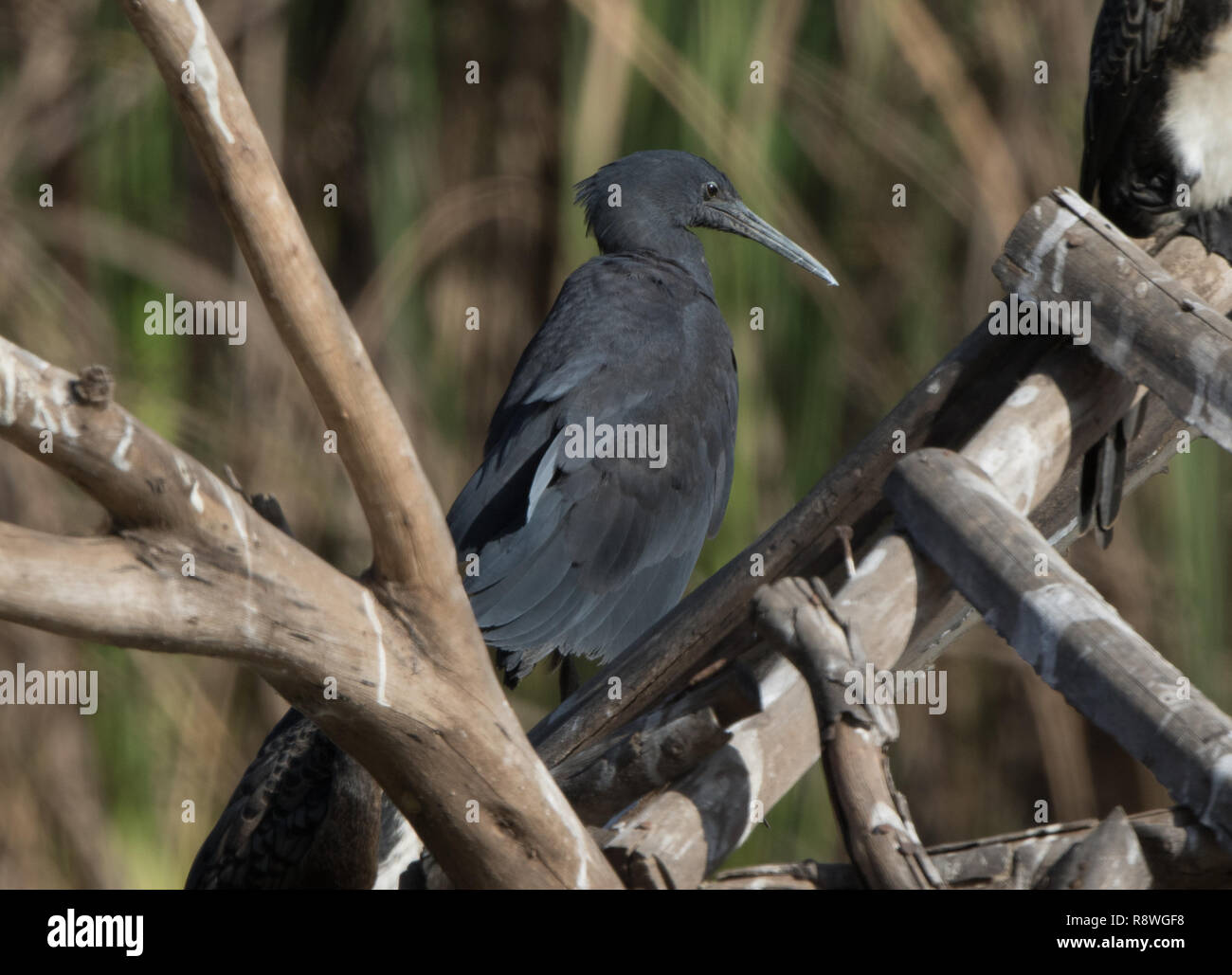 Black Heron (Egretta ardesiaca Stock Photo - Alamy