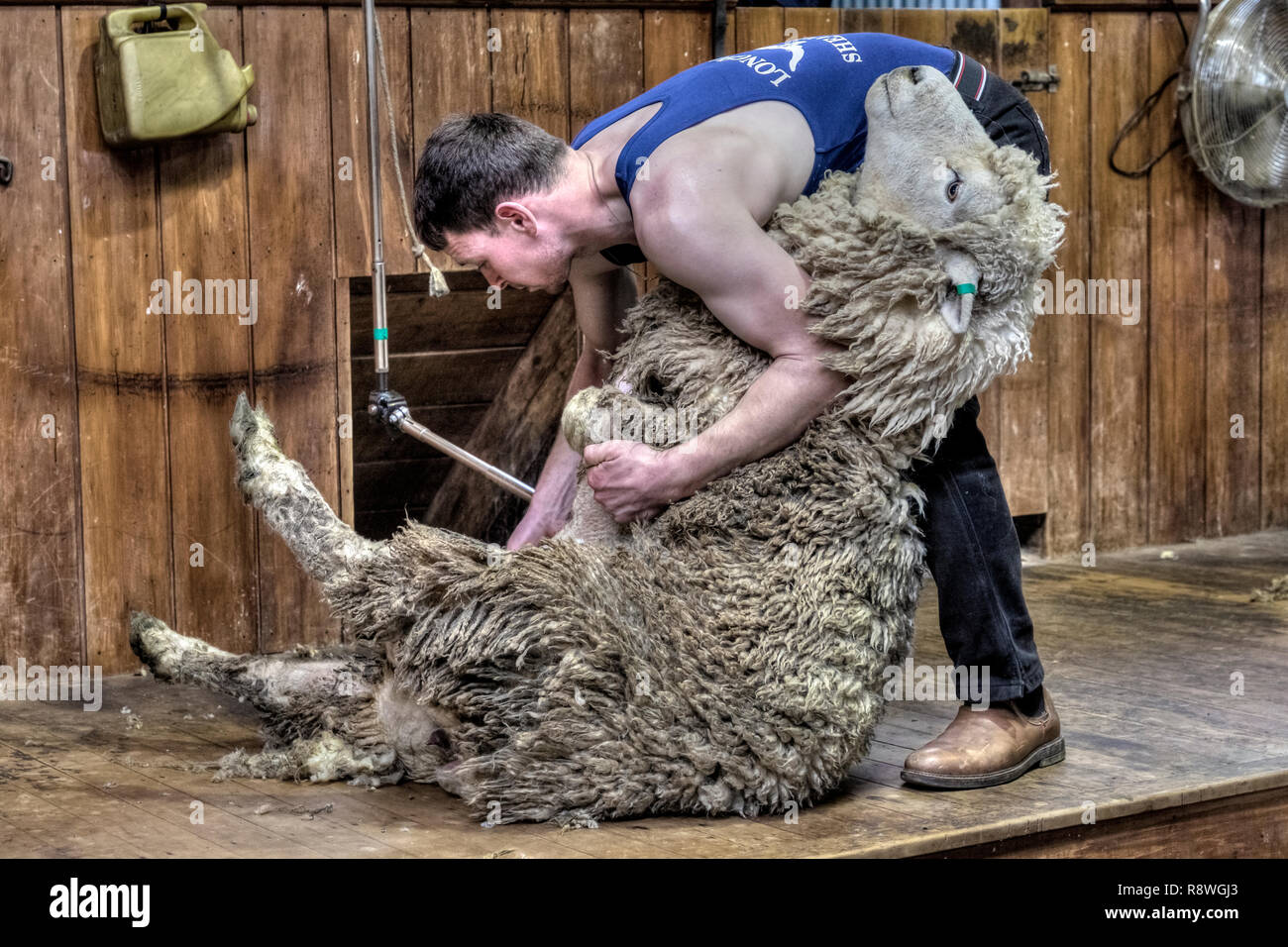 Sheep shearing hi-res stock photography and images - Alamy
