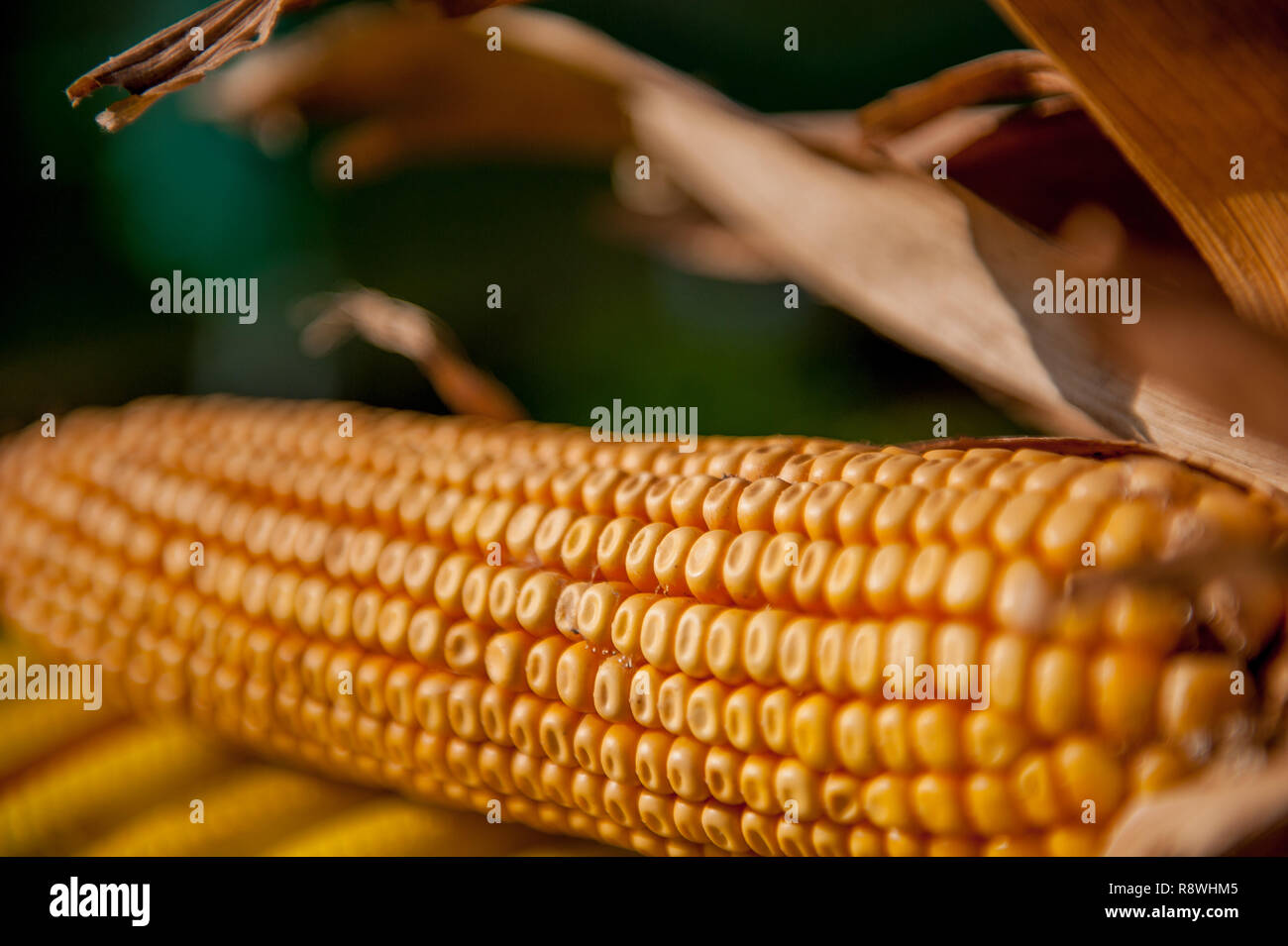 cobs not yet ripe in the field Stock Photo - Alamy