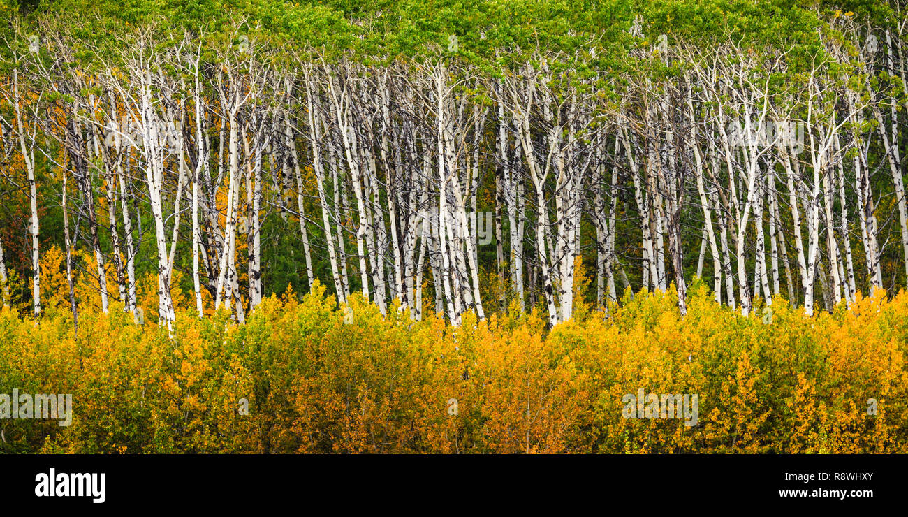 Birch trees alberta canada hi-res stock photography and images - Alamy