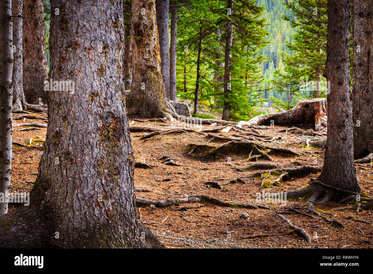 Conifer forest canada hi-res stock photography and images - Alamy