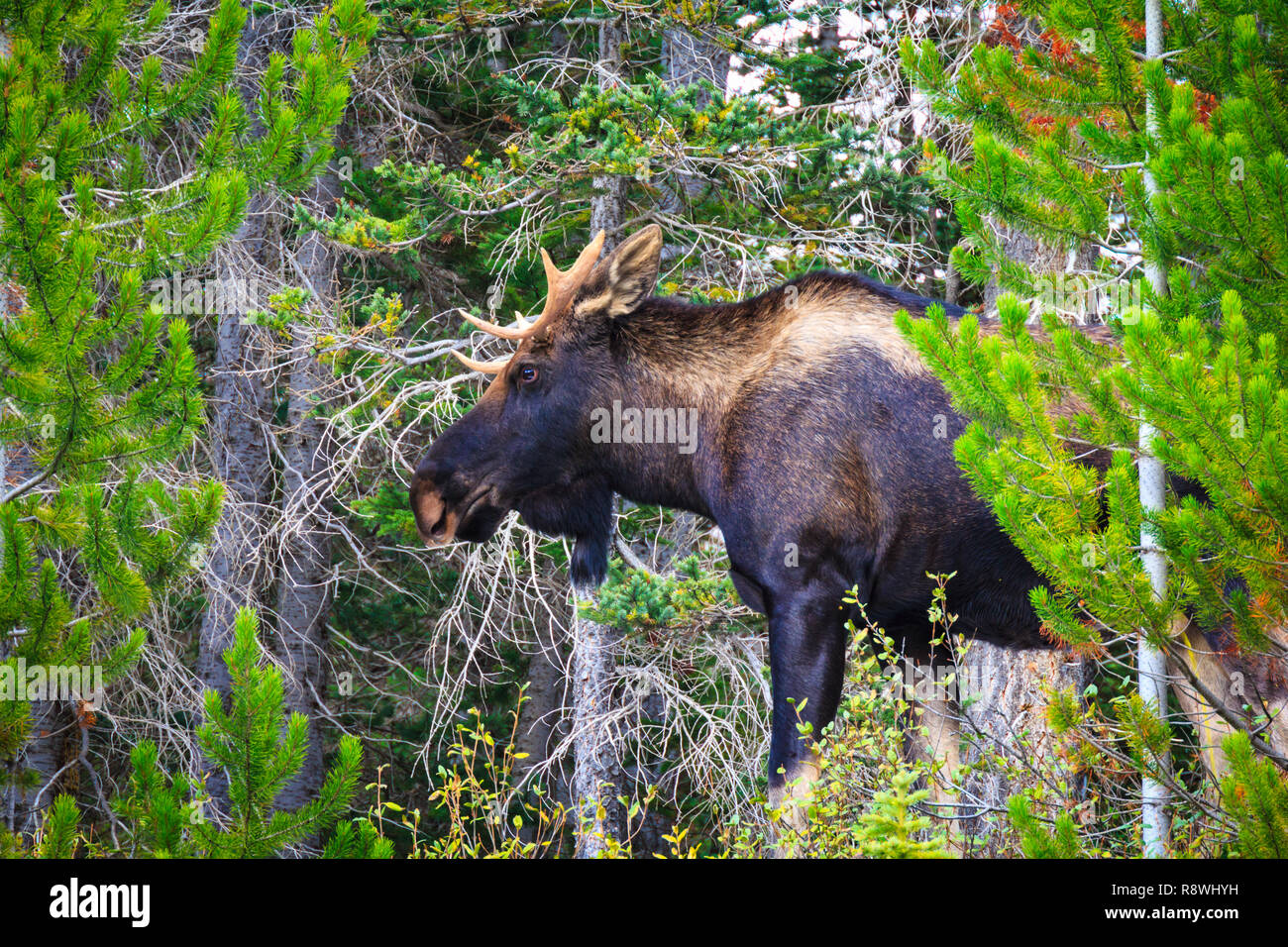 Canadian moose hi-res stock photography and images - Alamy