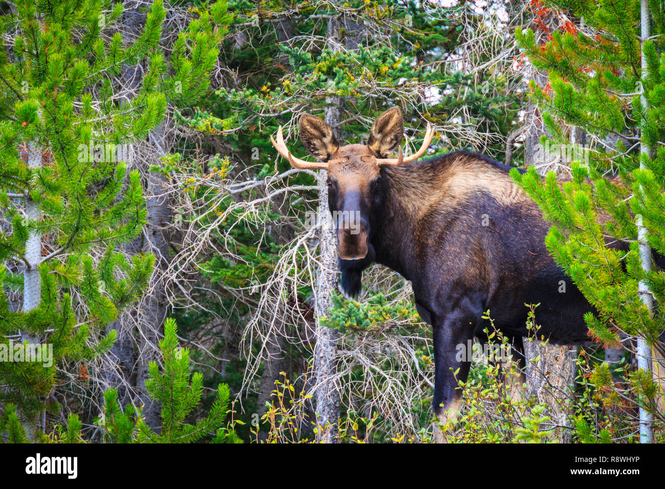 Moose canada hi-res stock photography and images - Alamy