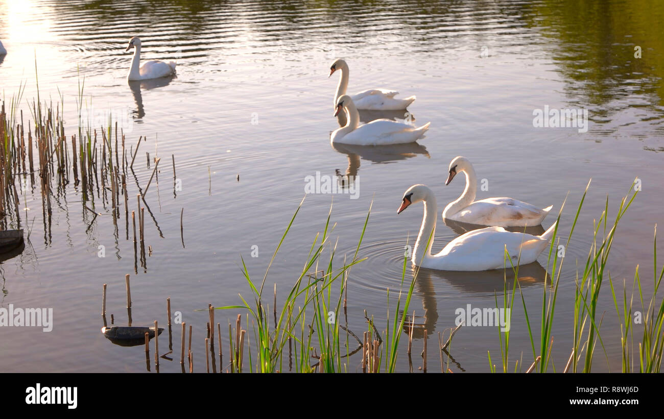 White swans floating on water. Group of peaceful swans swimming in lake ...