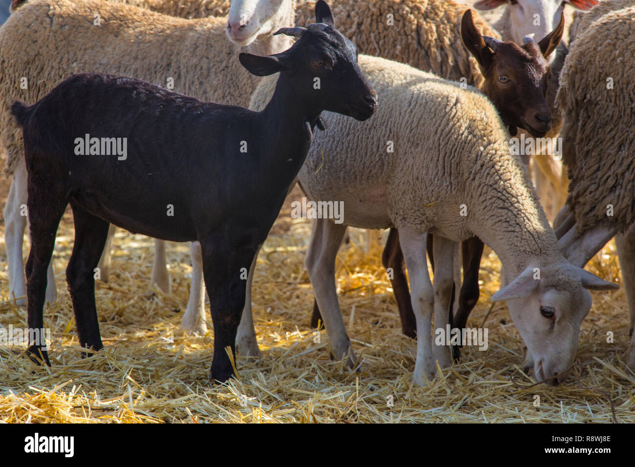 Shropshire sheeps hi-res stock photography and images - Alamy