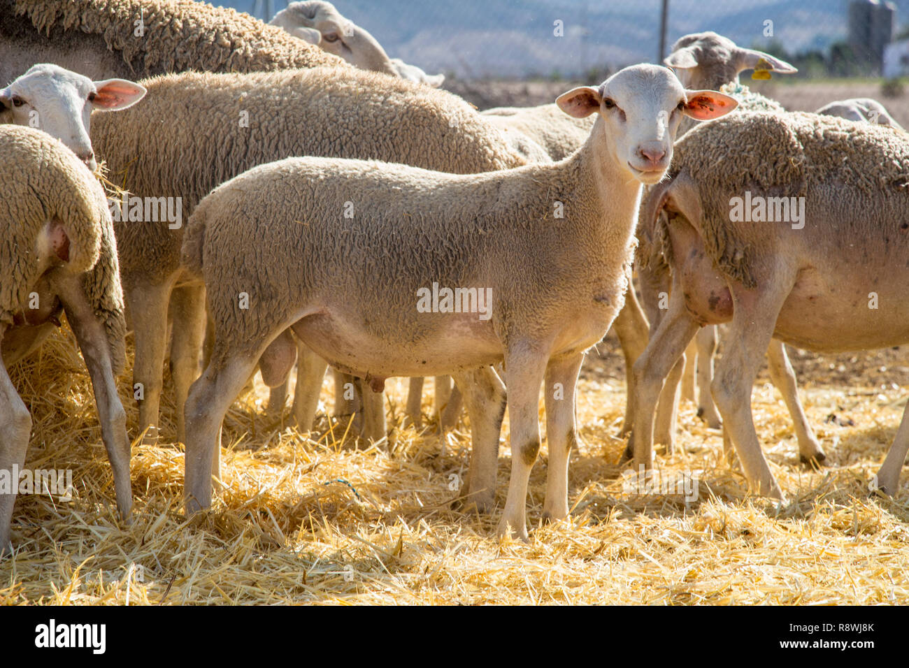 little lamb on straw, small sheep, animals farm Stock Photo - Alamy