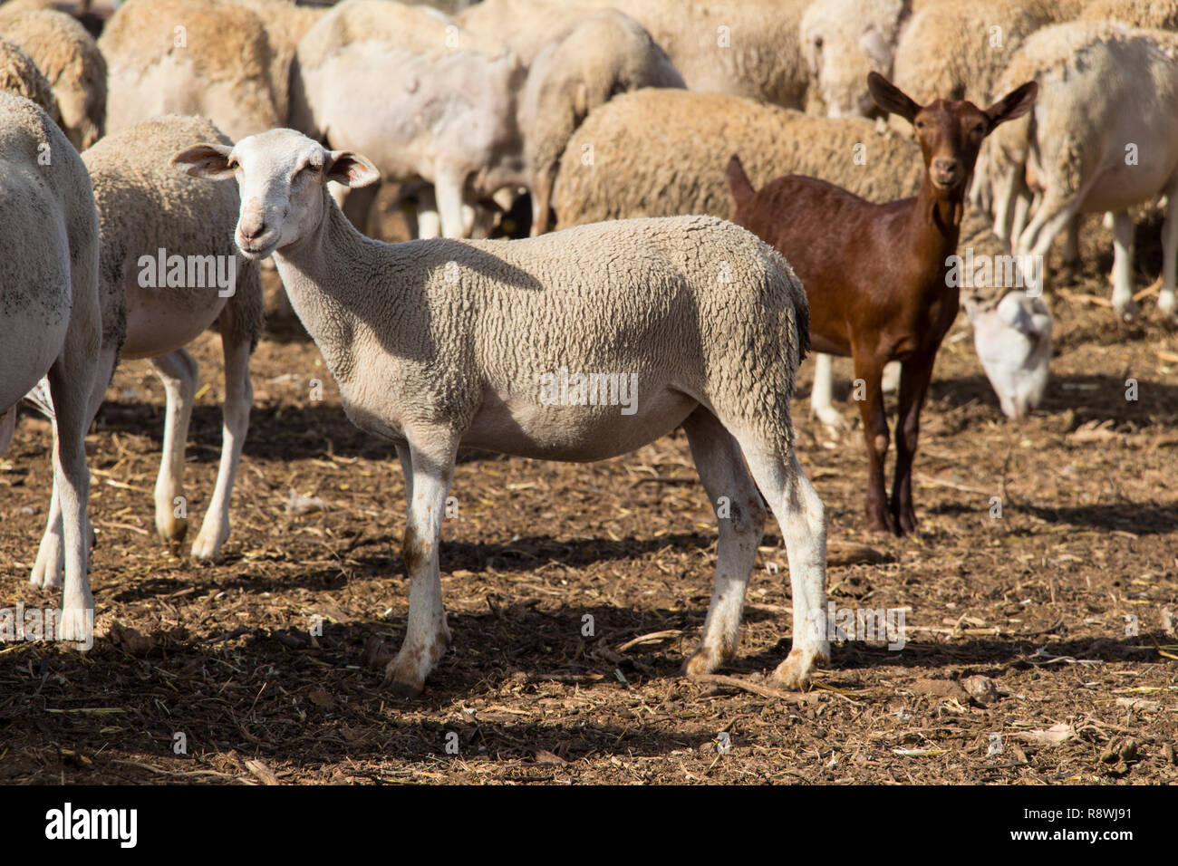 One white sheeps hi-res stock photography and images - Alamy