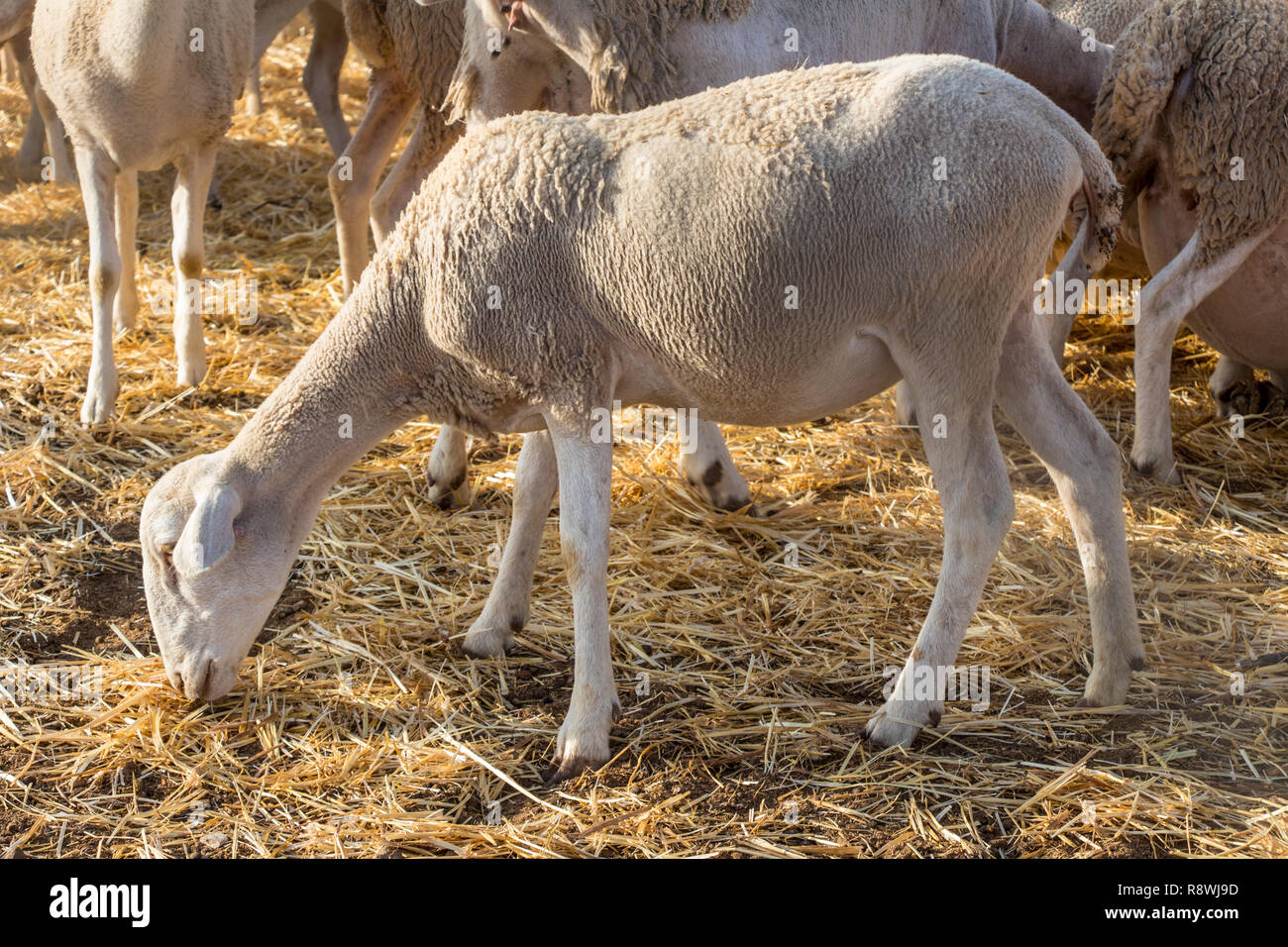Eating sheep's head hi-res stock photography and images - Alamy