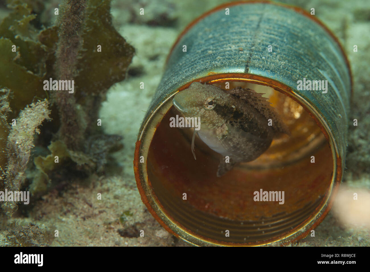 Trash fish hi-res stock photography and images - Alamy