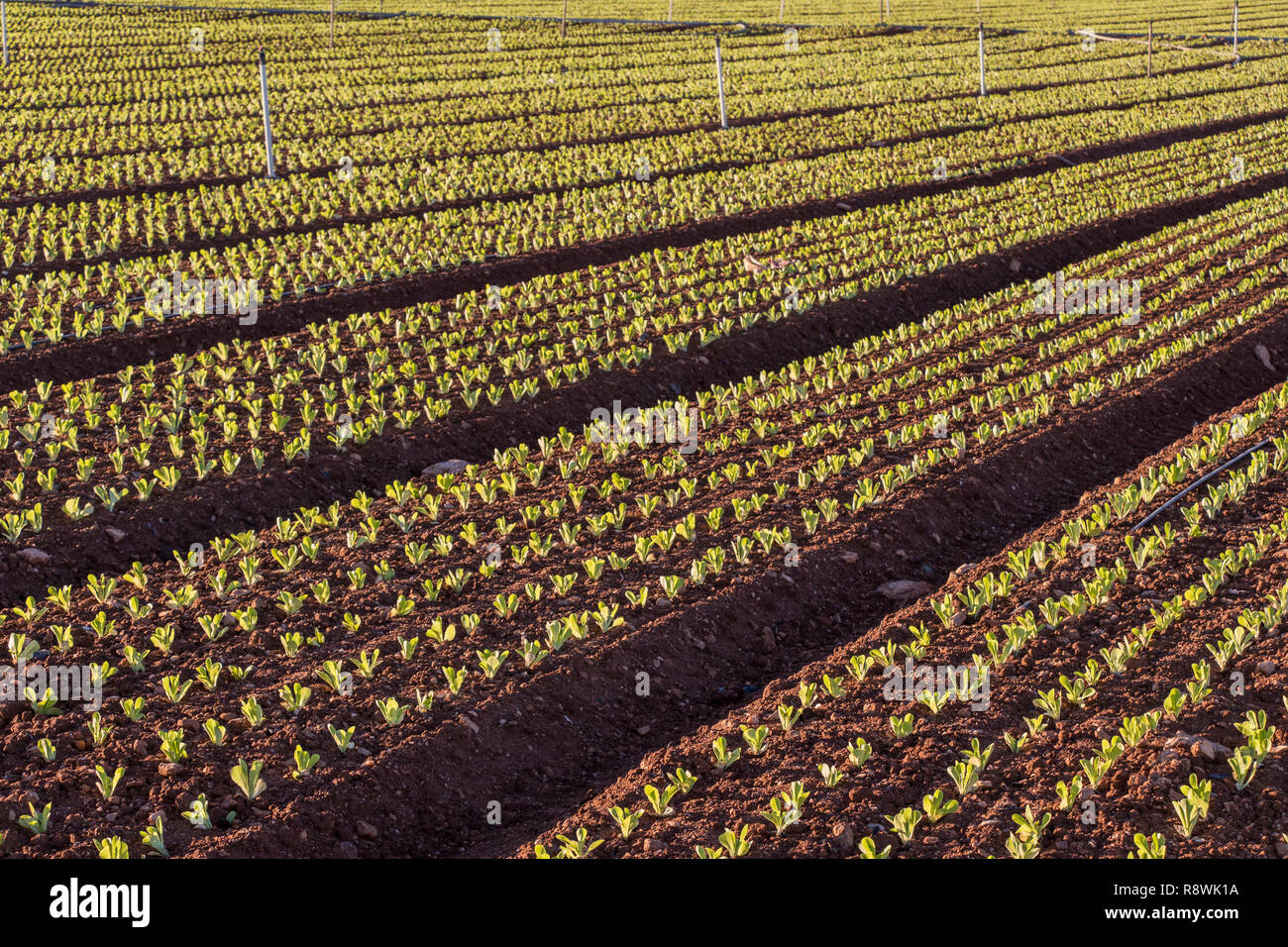baby leaf lettuce cultivation, field of lettuce, green leaves Stock ...