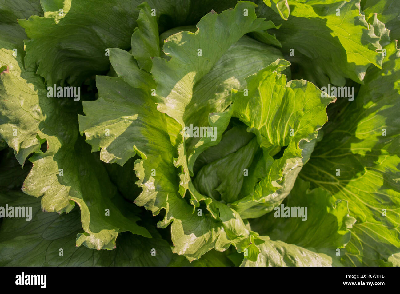details lettuce in the field, , lettuce cultivation, green leaves Stock ...