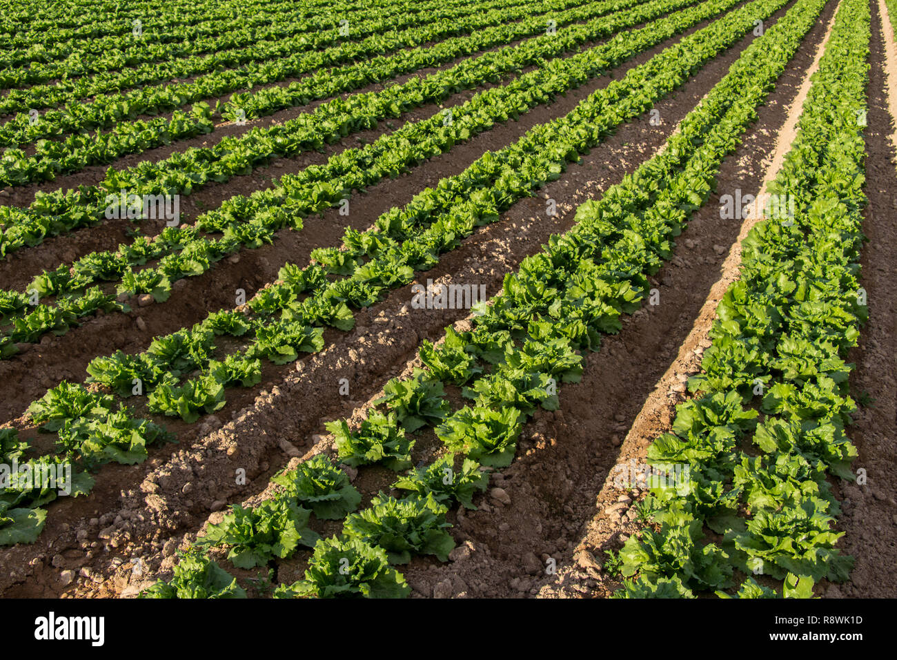 field of lettuce, lettuce cultivation, green leaves Stock Photo - Alamy