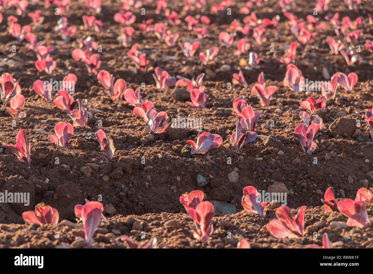 Baby red leaf lettuce leaves hi-res stock photography and images - Alamy